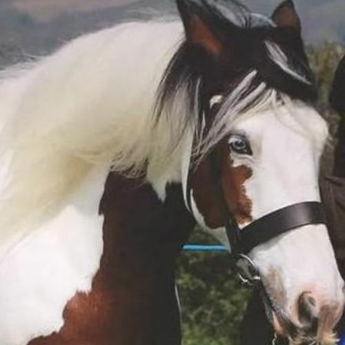 Black Leather - Working Hunter Bridle - 2 Inch Nose band – Payless Saddlery