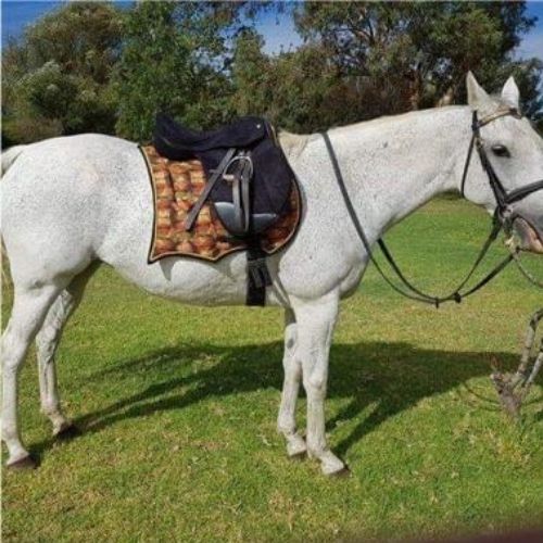 Dressage Saddle- With 3 Easy Change Gullet - Narrow Medium & Wide ...