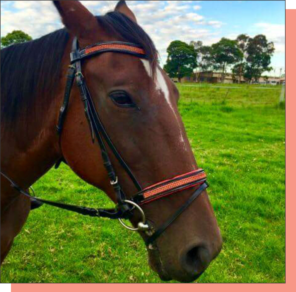 Red Crystal Leather bridle with webb / leather Reins - Paylesssaddlery ...